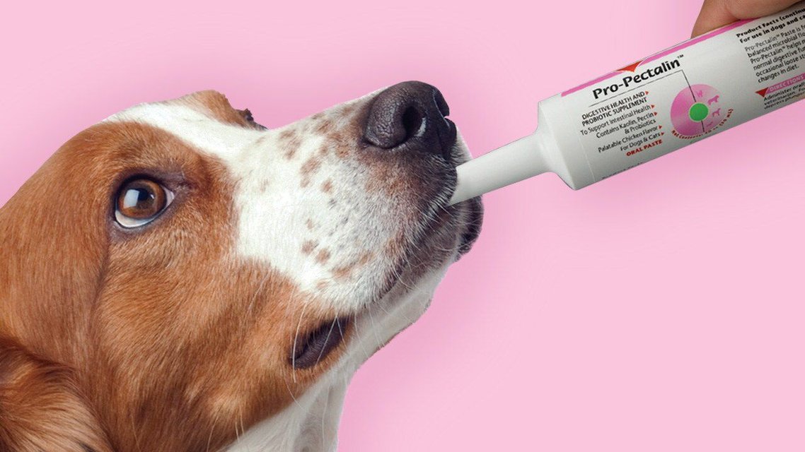 VETOQUINOL Pro-Pectalin Diarrhea Supplement for Dogs & Cats, 250 count ...