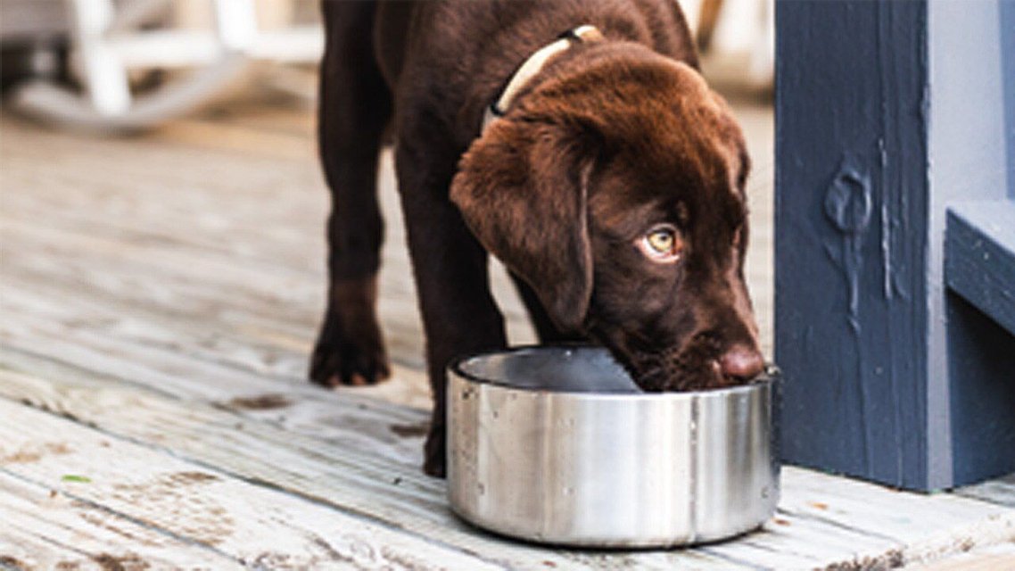Out of Stock - YETI Boomer Dog Bowl, Stainless Steel, 4-cup - Chewy.com