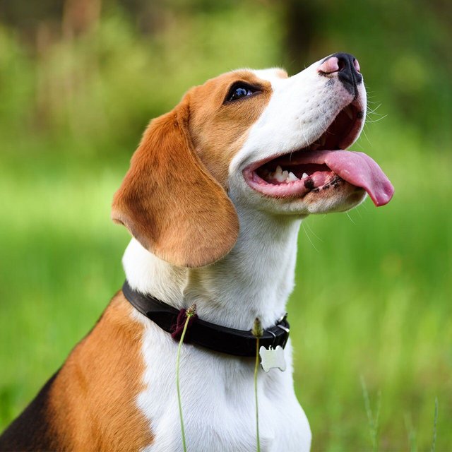 MERRICK Fresh Kisses Double-Brush Mint Breath Strip Infused X-Small ...