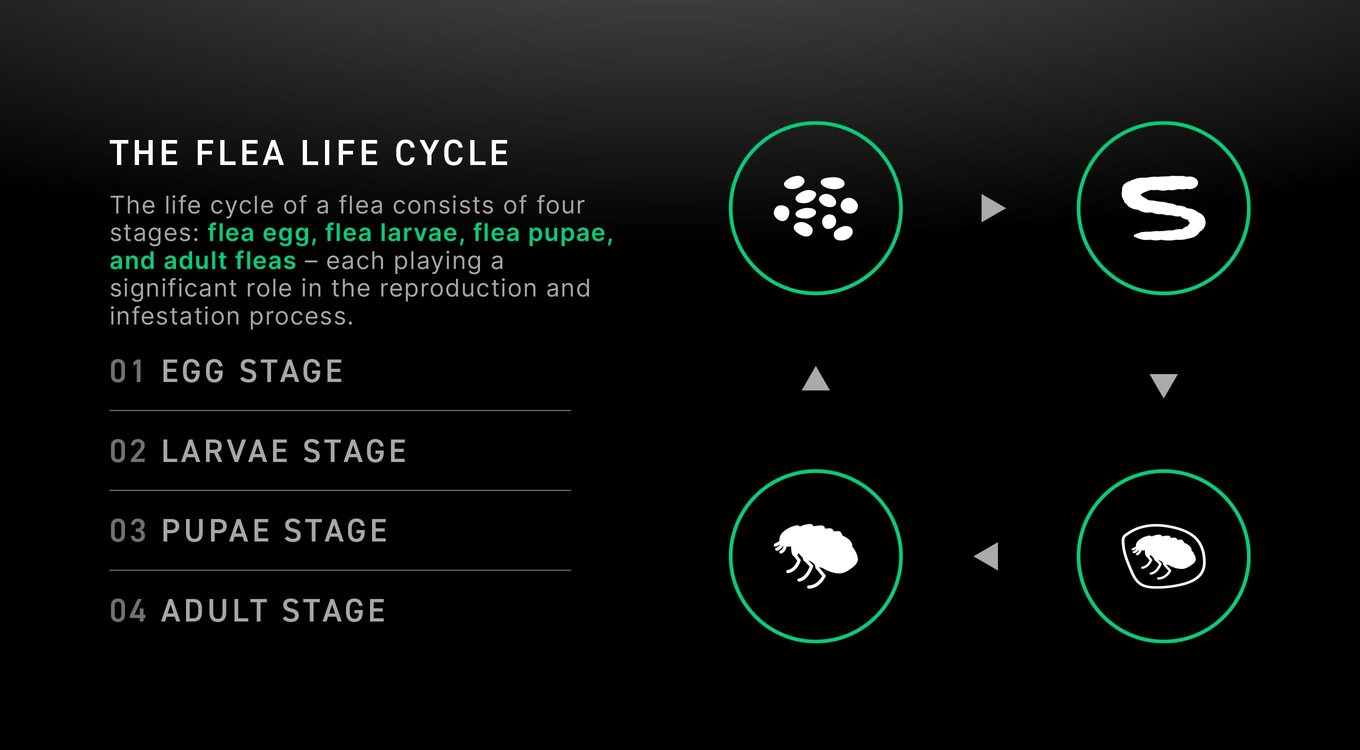 CAPSTAR Flea Oral Treatment for Cats, 2-25 lbs, 6 Tablets - Chewy.com