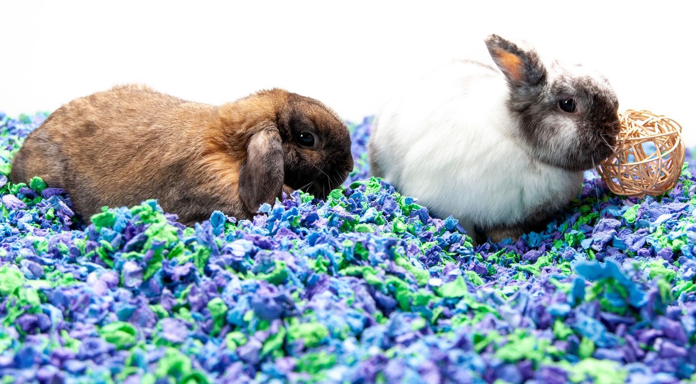 CAREFRESH Small Animal Bedding, Natural, 60-L, bundle of 2 - Chewy.com