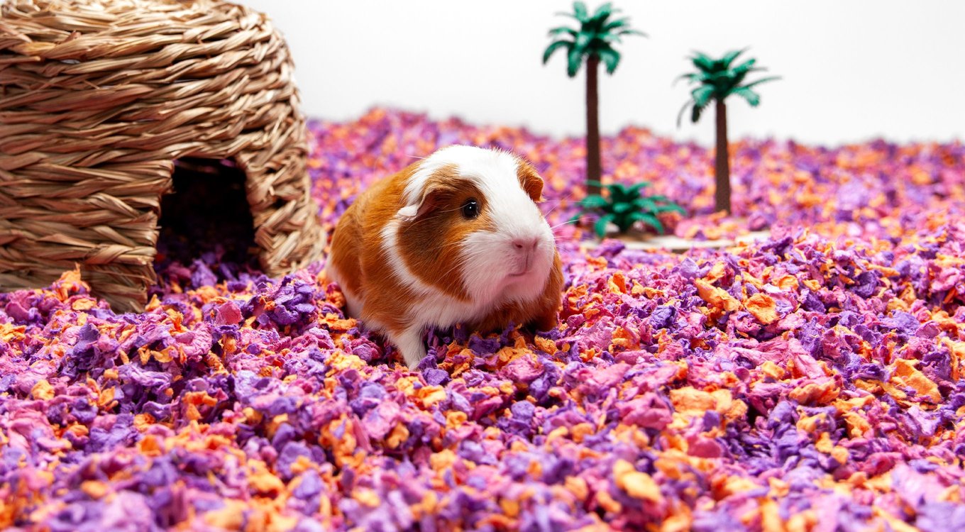 CAREFRESH Small Animal Bedding, Natural, 60-L, bundle of 2 - Chewy.com