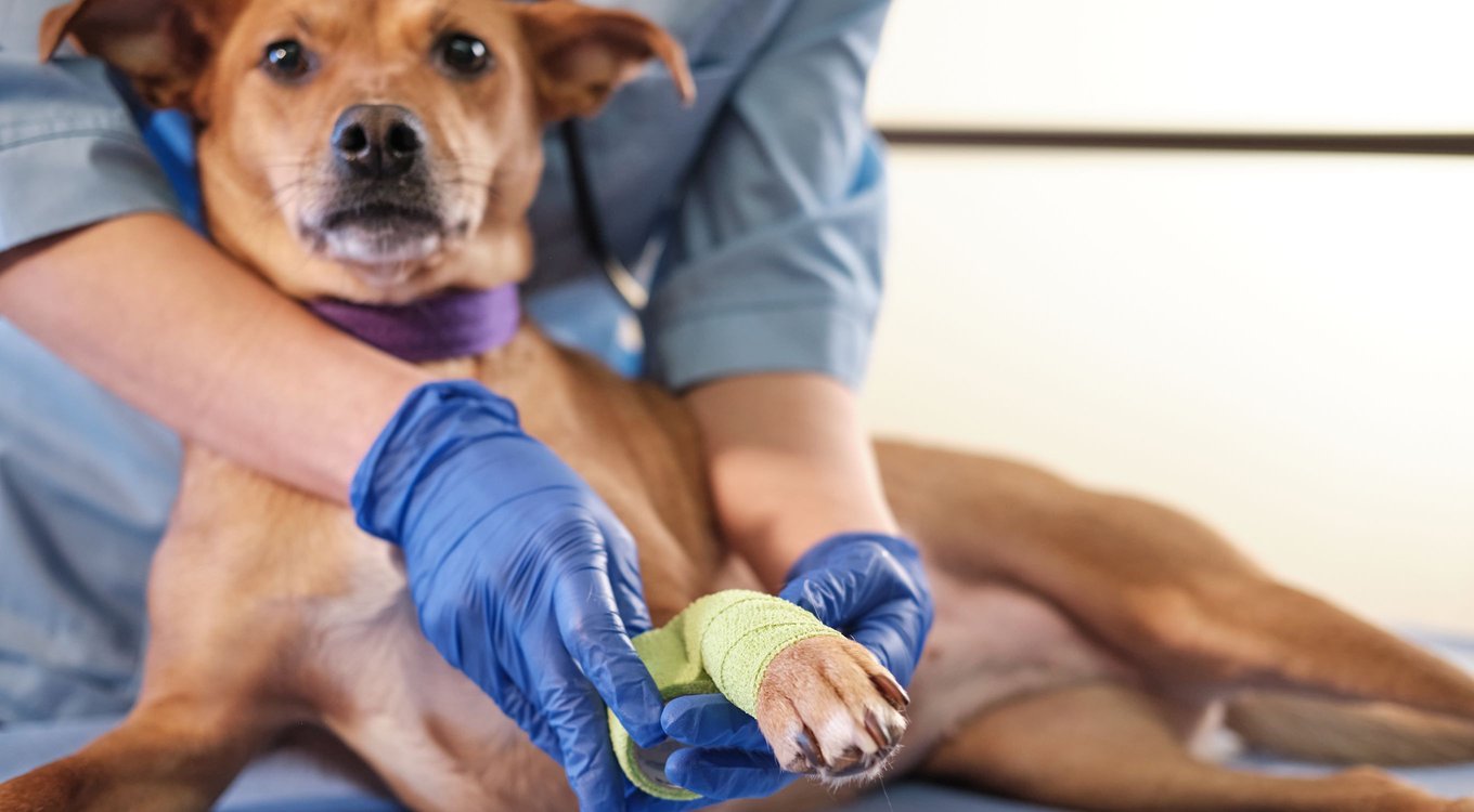 CHEW + HEAL Liquid Bandage for Dogs, 8-fl oz bottle - Chewy.com