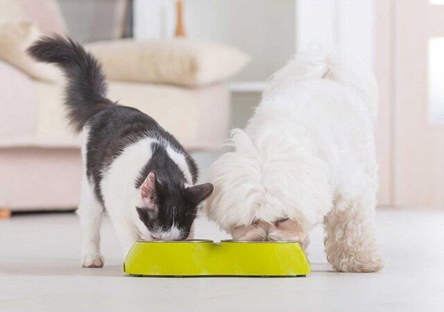 CHICKEN SOUP FOR THE SOUL Kitten Chicken, Brown Rice & Pea Recipe Dry ...