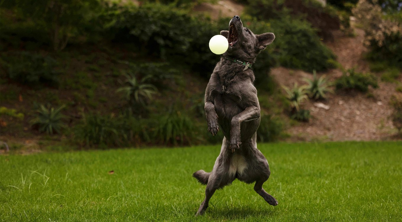 CHUCKIT! Classic Ball Launcher Dog Toy, Blue - Chewy.com