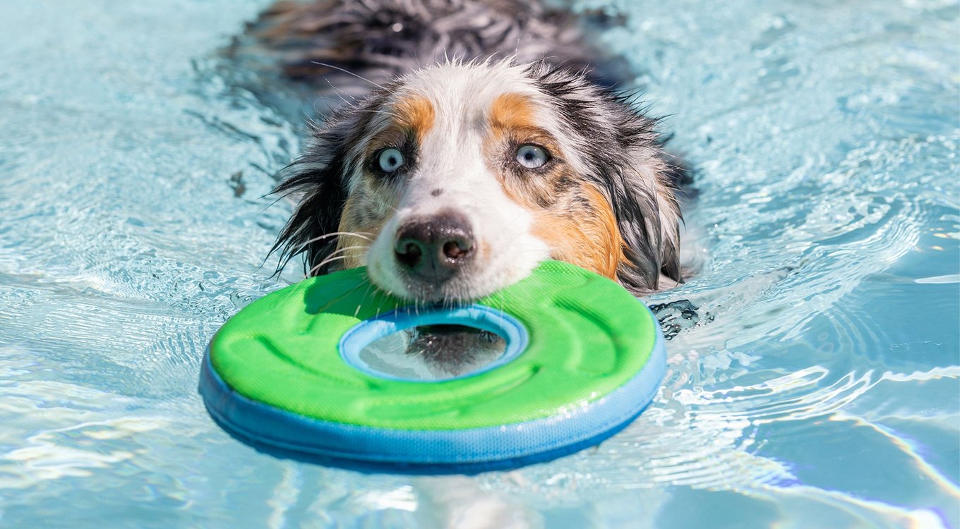 CHUCKIT! Classic Ball Launcher Dog Toy, Blue - Chewy.com