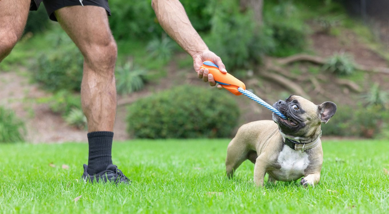 CHUCKIT! Classic Ball Launcher Dog Toy, Blue - Chewy.com