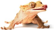 Crested Gecko Supplies & Accessories - Free shipping | Chewy