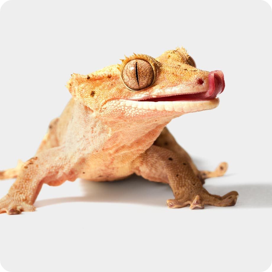 Reptile Supplies & Accessories | Chewy