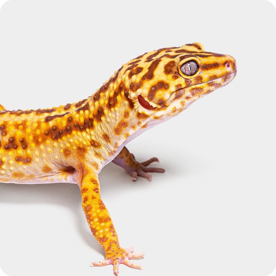 Reptile Heat Lamps, Heaters & Lighting | Chewy