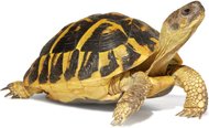 Tortoise Supplies & Accessories - Free shipping | Chewy