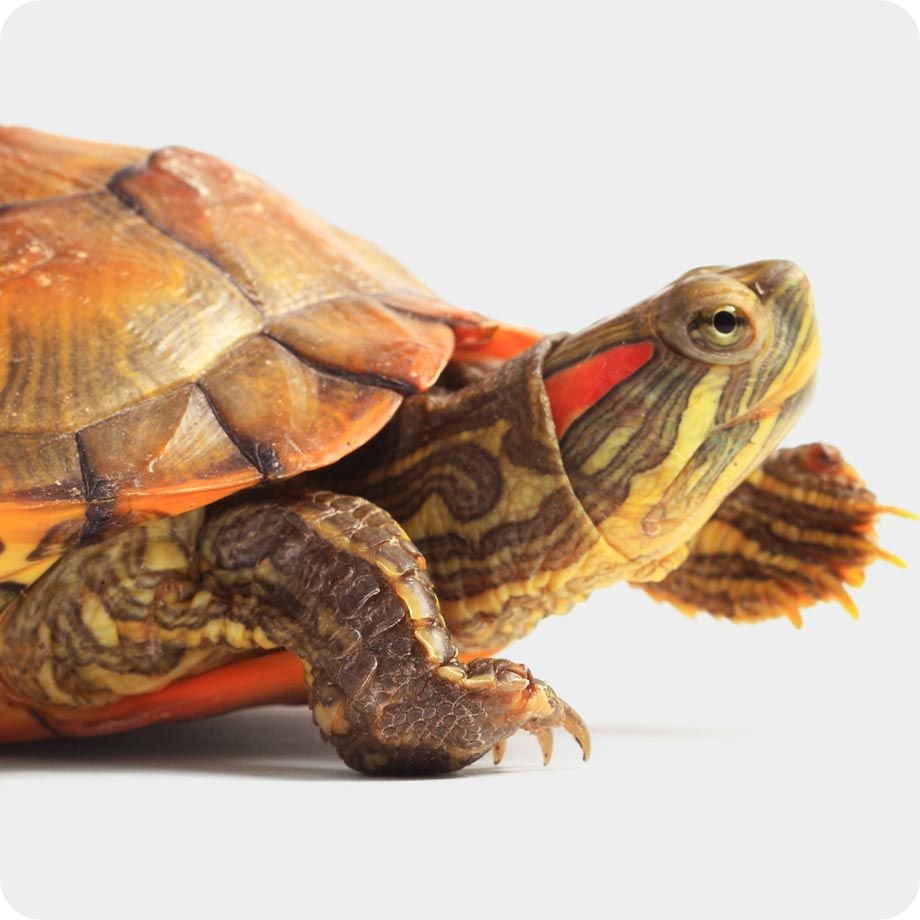 Reptile Supplies & Accessories | Chewy