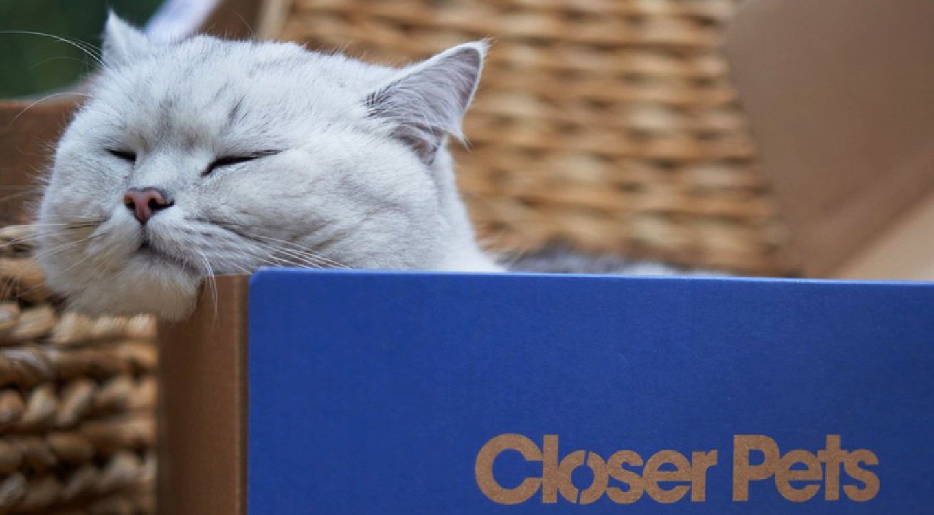 CLOSER PETS Five-meal Automatic Cat & Dog Feeder with Digital Timer ...