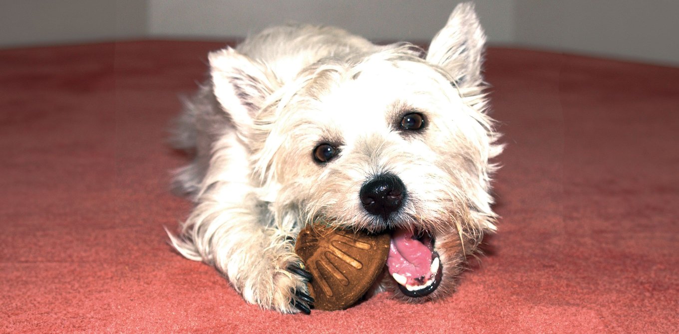 STARMARK Everlasting Donut Tough Treat Dispenser Dog Toy, Medium ...