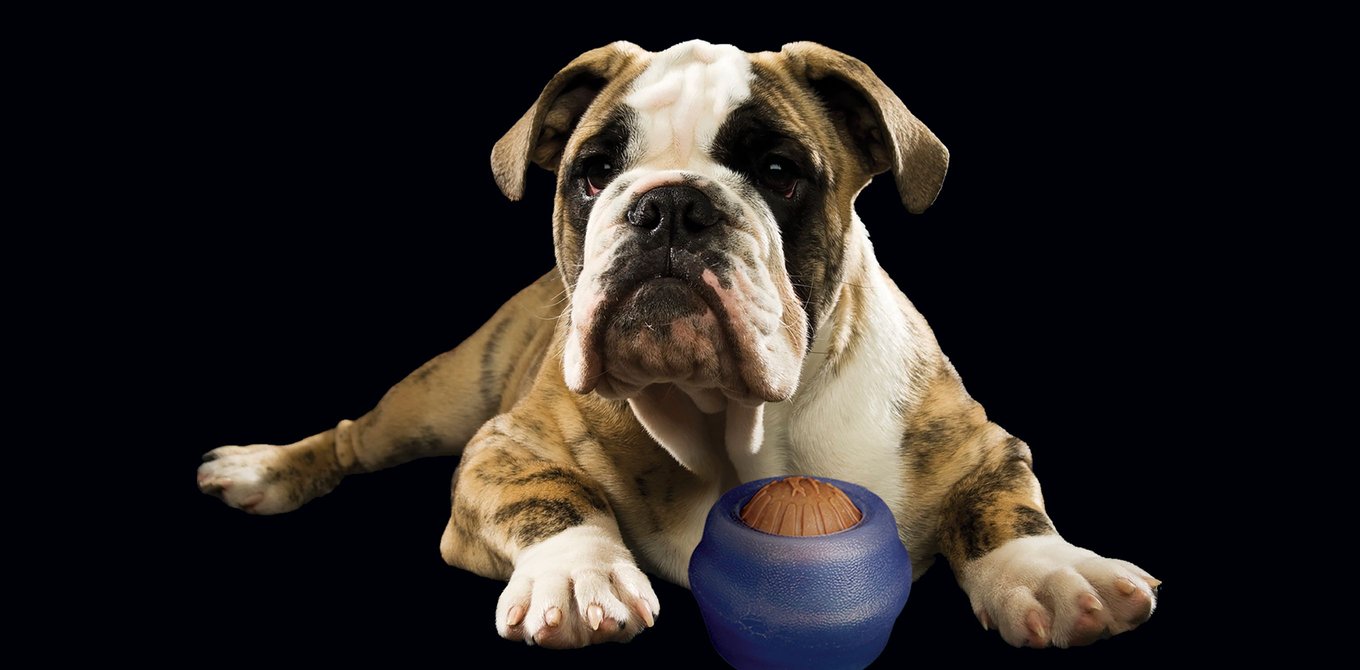 STARMARK Treat Dispensing Chew Ball Tough Dog Toy, Large - Chewy.com
