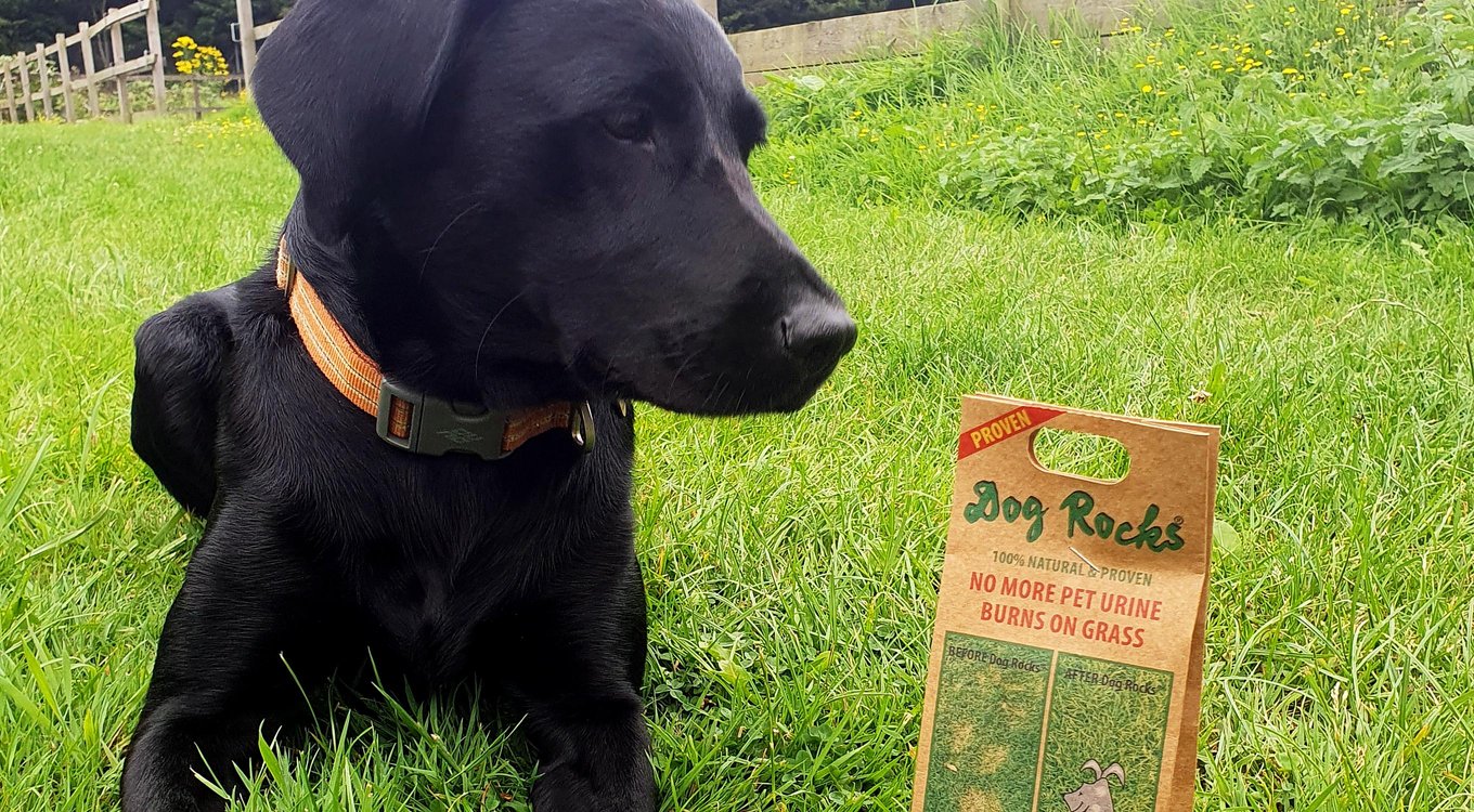 DOG ROCKS Grass & Lawn Saver Dog Urine Burn Patch Protection, 6 months ...