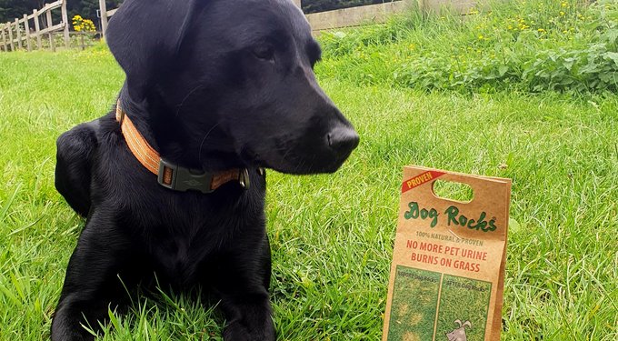 DOG ROCKS Grass & Lawn Saver Dog Urine Burn Patch Protection, 6 months ...