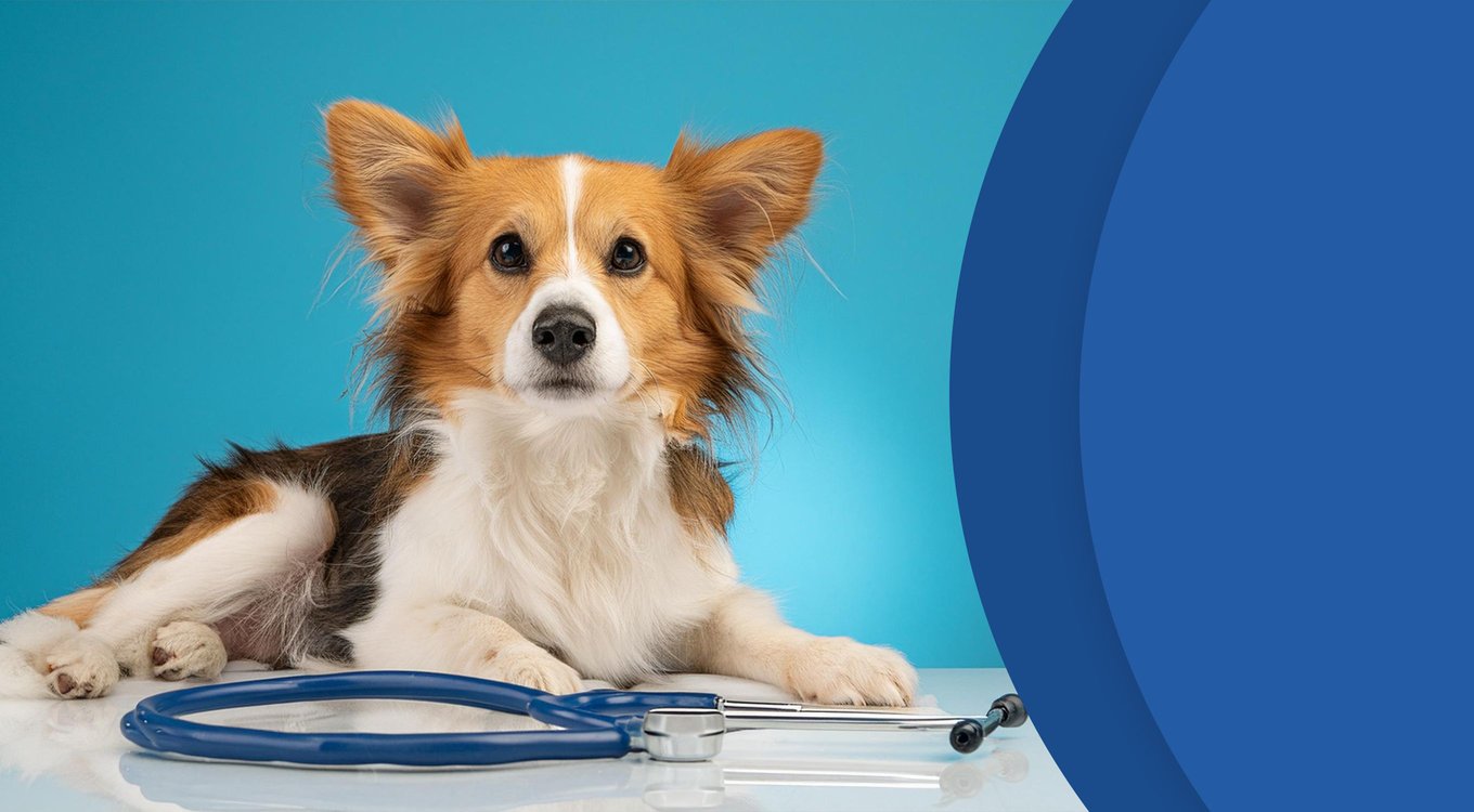 FARMINA VET LIFE Cat Renal Recipe In Gravy Wet Cat Food, 3-oz can, case ...