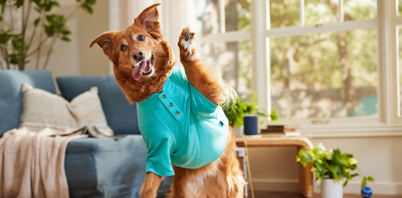 FRISCO Lion Mane Dog & Cat Costume, X-Small - Chewy.com