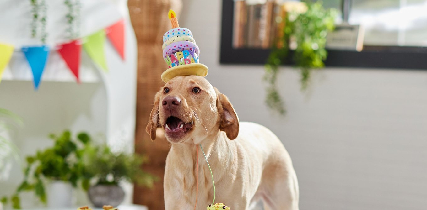 FRISCO Lion Mane Dog & Cat Costume, X-Small - Chewy.com