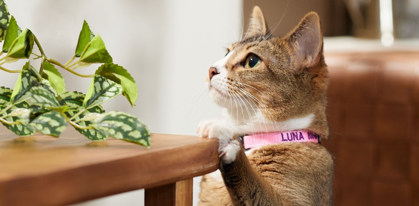 Discontinued - FRISCO Front Walking Alien Dog & Cat Costume, X-Small ...