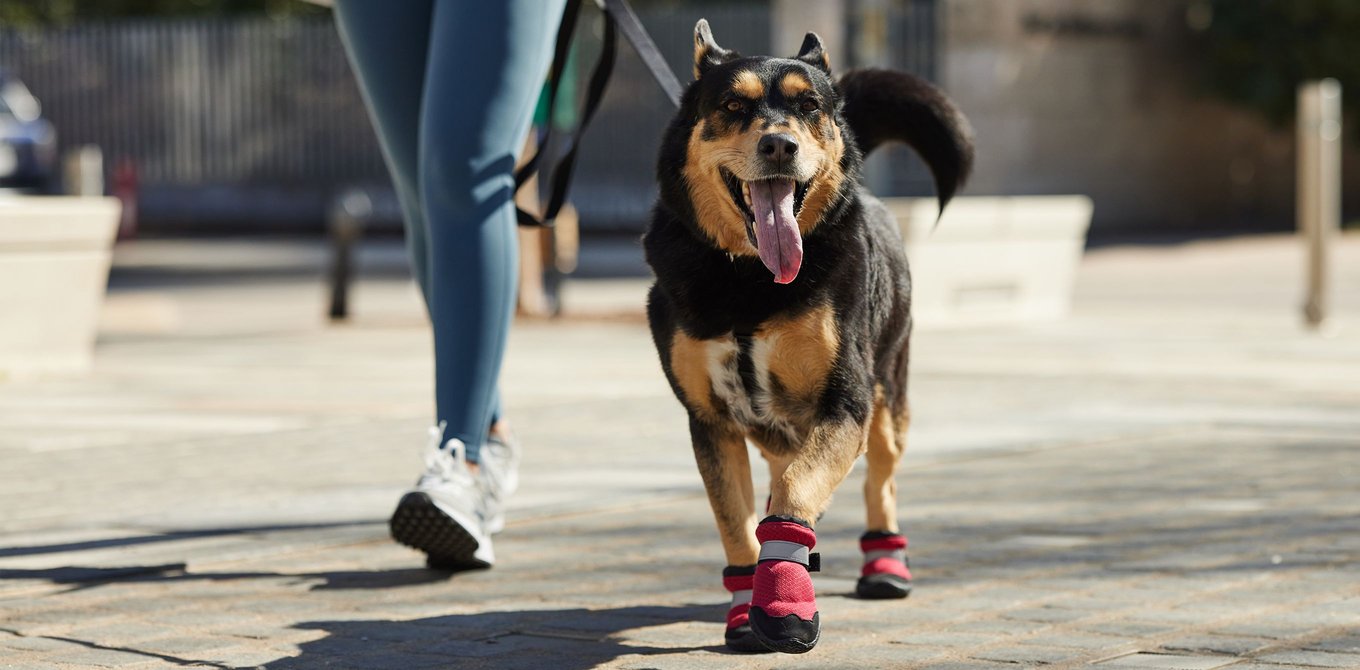 FRISCO Formal Dog & Cat Tuxedo, Black, X-Large - Chewy.com