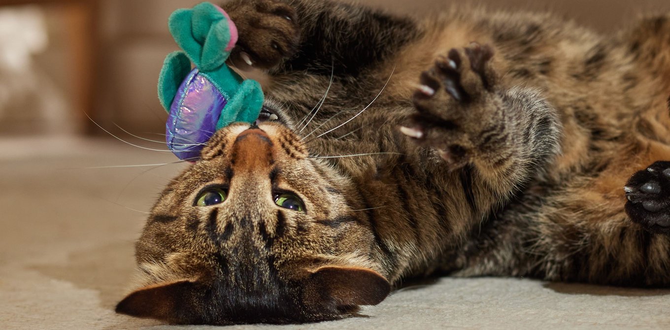 Discontinued - FRISCO Front Walking Alien Dog & Cat Costume, X-Small ...