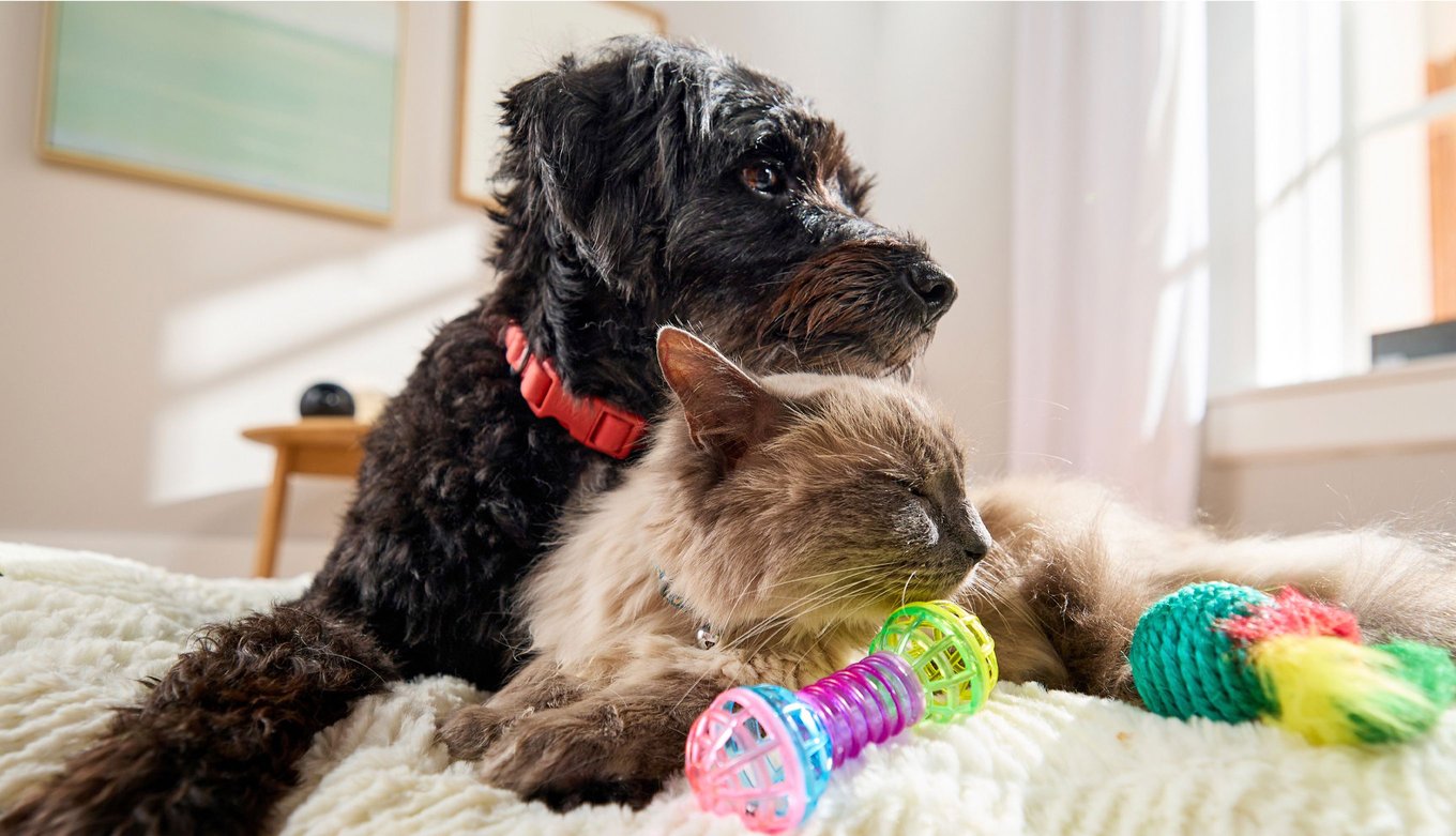 FRISCO Metal Dog Comb - Chewy.com