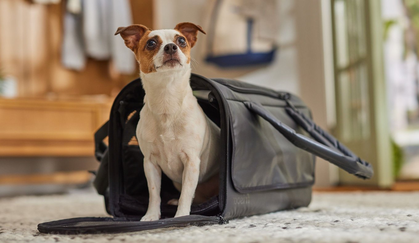 FRISCO Cat Face Non-skid Elevated Double Ceramic Cat Bowl, X-Small: 0.5 ...