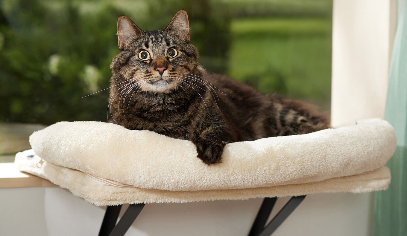 FRISCO 76-in XXL Heavy Duty Cat Tree, Cream - Chewy.com