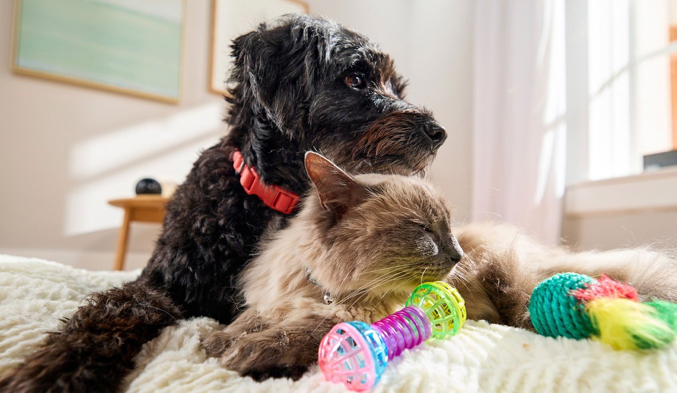 FRISCO Sisal Ball 13.5" Cat Scratching Post - Chewy.com