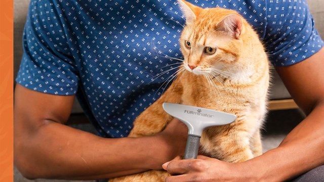 FURMINATOR Long Hair Cat Deshedding Tool, Purple, Medium - Chewy.com