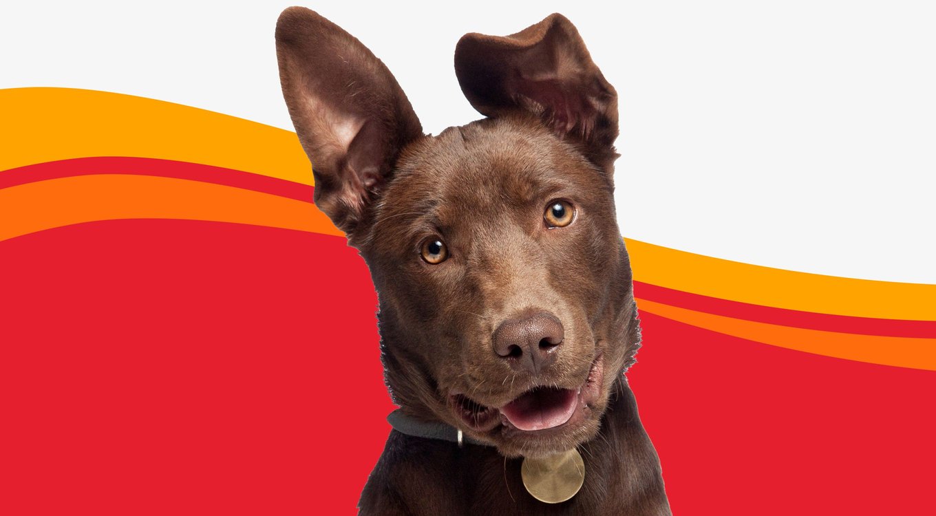 GOOD 'N' TASTY Triple Flavor Mix Tuna, Chicken, & Duck Puree Dog Food ...