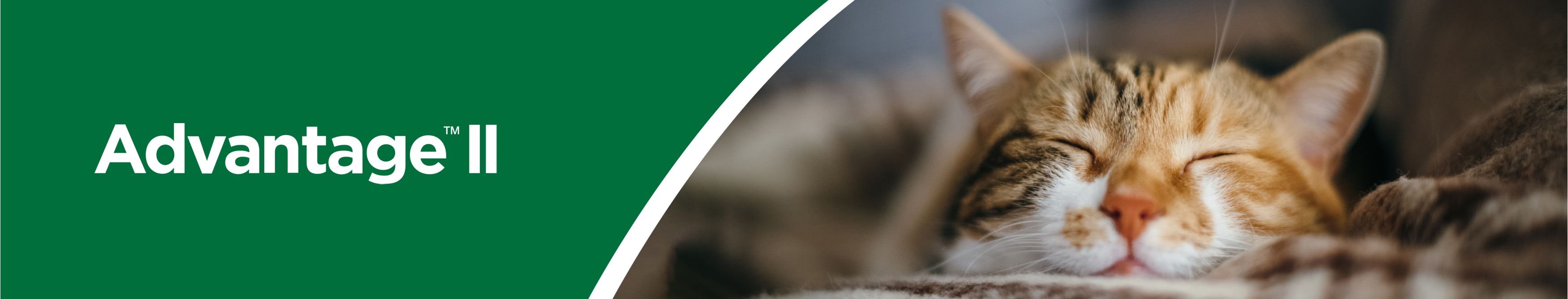 Advantage II Flea Treatment for Kittens 2-5 lbs (Free Shipping) | Chewy