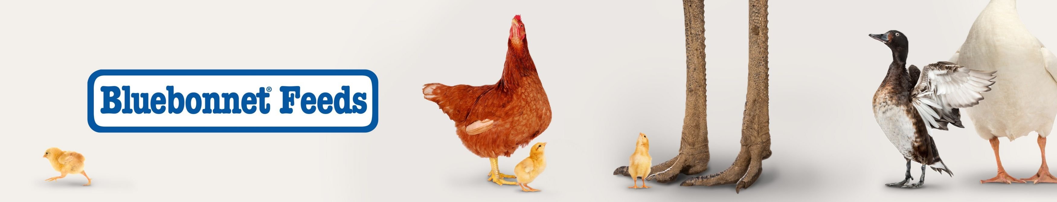 BLUEBONNET FEEDS Poultry & Game 30% Protein Crumble Bird Food, 50-lb ...