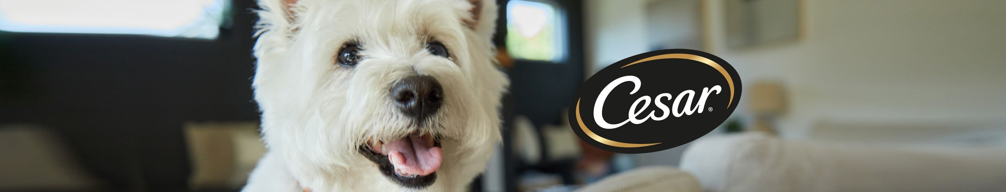 CESAR Classic Loaf in Sauce Variety Pack Small Breed Wet Dog Food, 3.5 ...