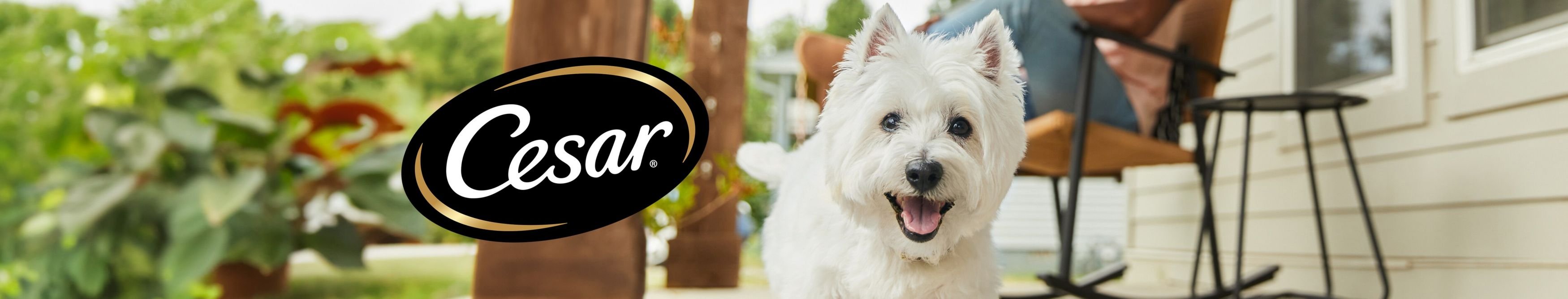 CESAR Wood-Grilled Chicken Flavor Filets in Gravy Wet Dog Food, 1.76-oz ...