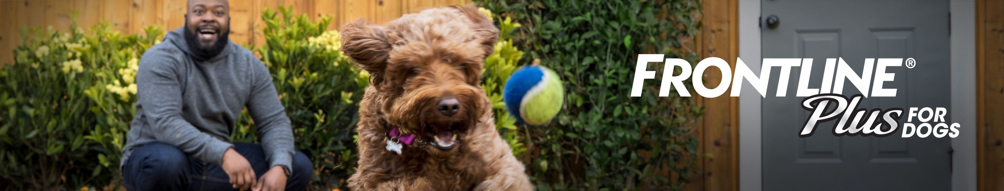 FRONTLINE PLUS Flea & Tick Spot Treatment for Large Dogs, 45-88 lbs, 12 ...