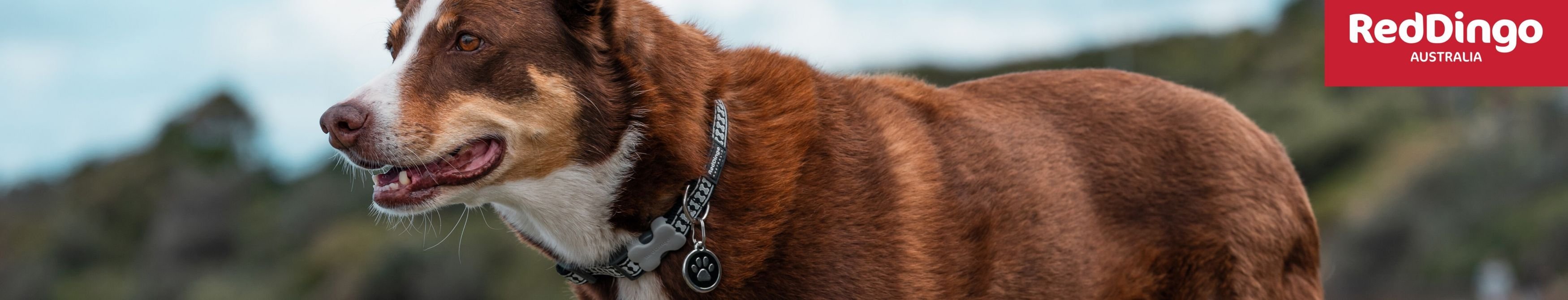 RED DINGO No Pull Dog Harness, Turquoise, Small/Medium - Chewy.com