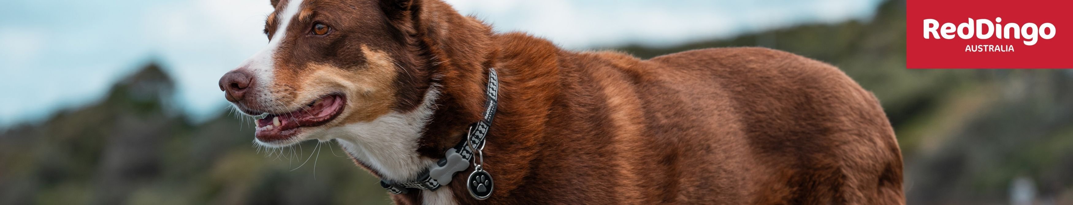 RED DINGO Padded Dog Harness, Yellow, Medium - Chewy.com