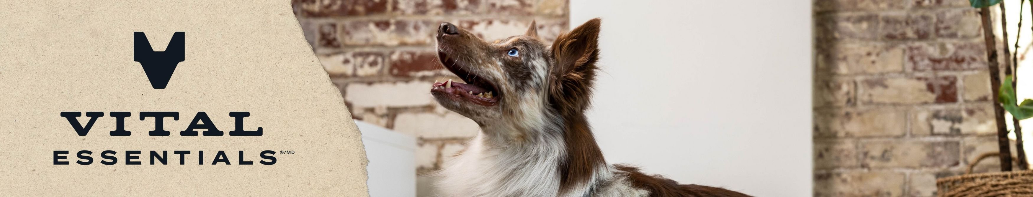 VITAL ESSENTIALS Freeze-Dried Raw Beef Entree Mini Nibs Dog Food, 14-oz ...