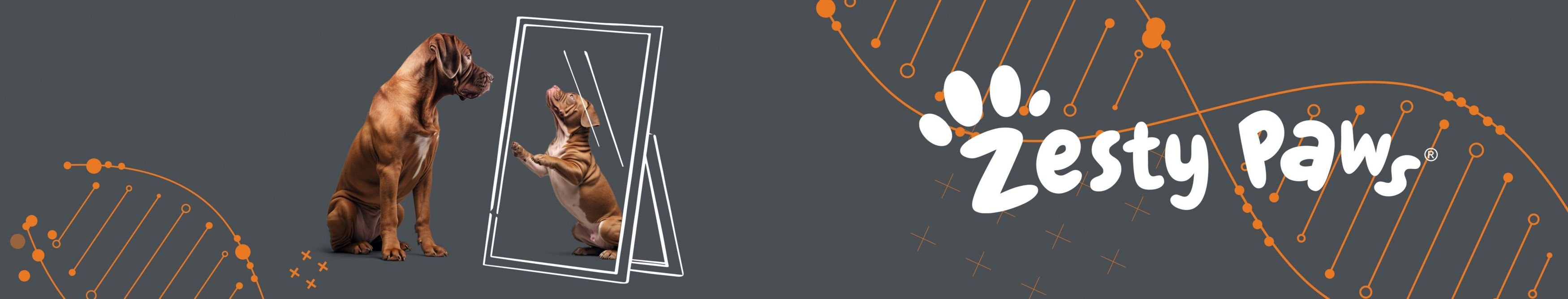 ZESTY PAWS Healthy Aging NAD+ Precursor Cellular Energy, Brain & Heart Supplement for Dogs, 60 ...