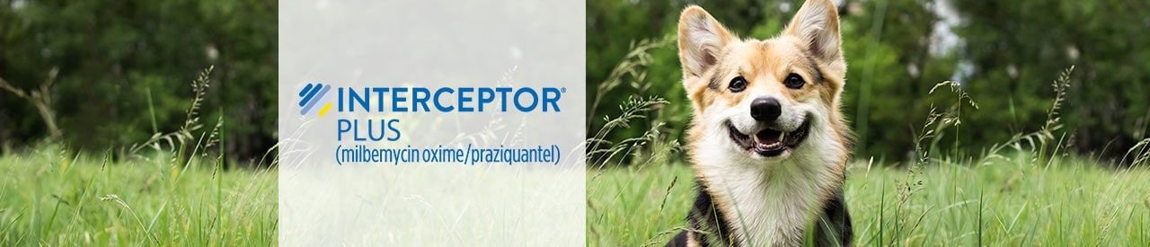 INTERCEPTOR PLUS Chew for Dogs, 50.1-100 lbs, (Blue Box) - Easy Refills ...