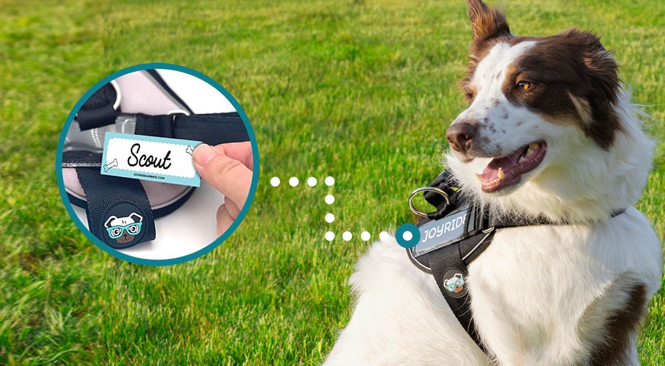 JOYRIDE HARNESS Premium Advanced No Pull Dog Harness 2.0, Purple ...