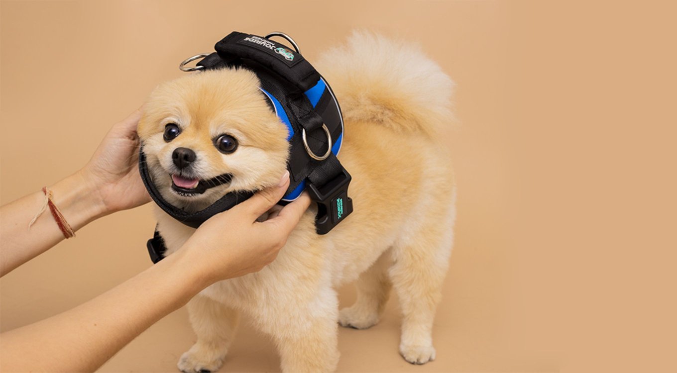 JOYRIDE HARNESS Premium Advanced No Pull Dog Harness 2.0, Purple ...