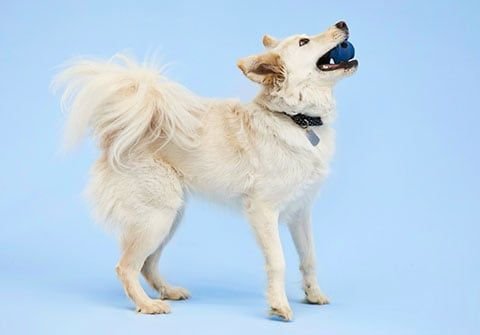 WISDOM PANEL Essential Breed Identification DNA Test for Dogs - Chewy.com