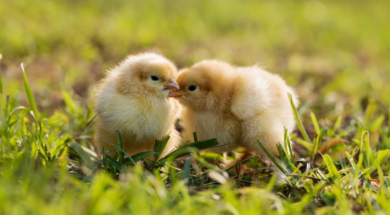 KENT / BLUE SEAL Home Fresh Extra Egg Layer 17% Protein Pellets Poultry ...