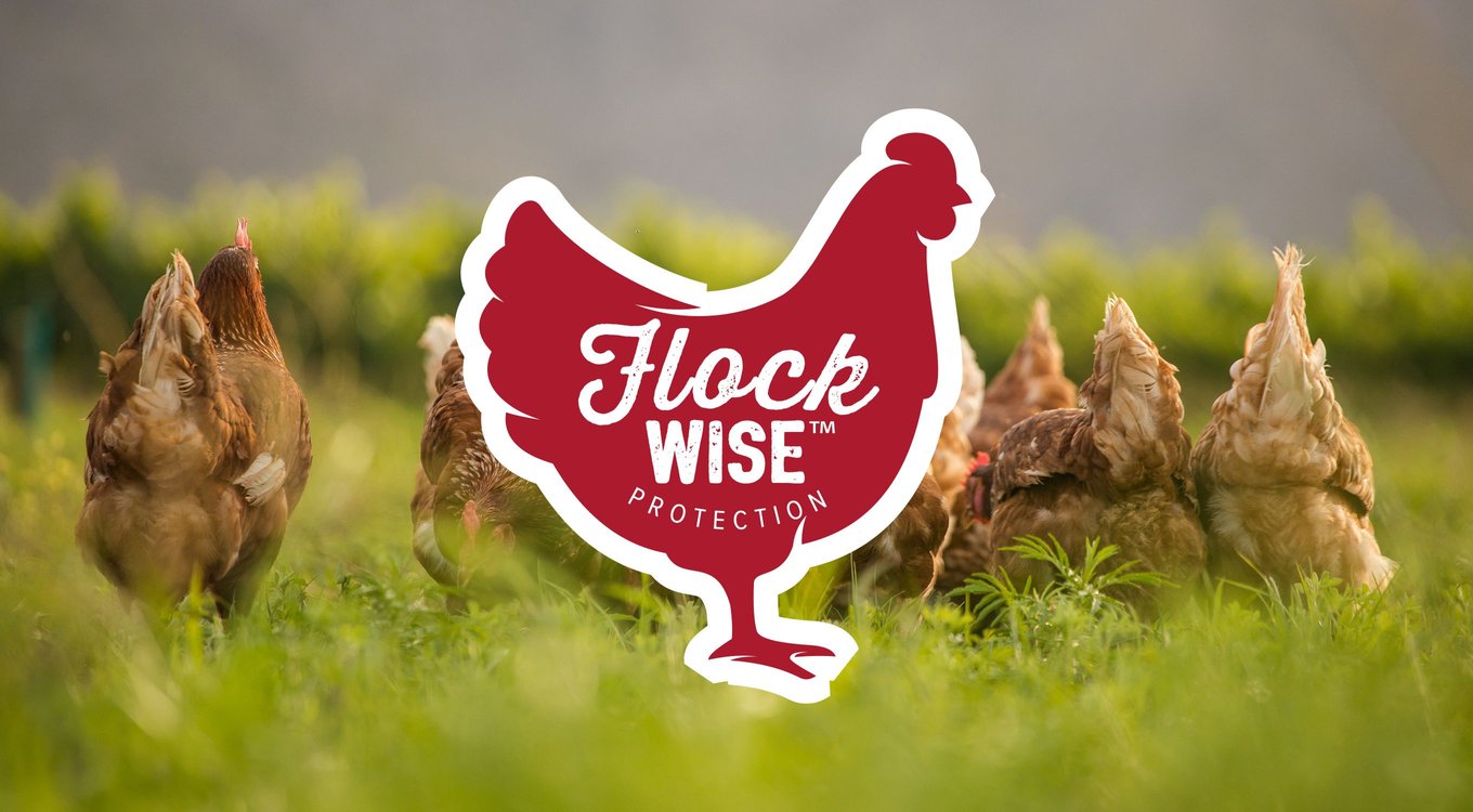 KENT / BLUE SEAL Home Fresh Extra Egg Layer 17% Protein Pellets Poultry ...