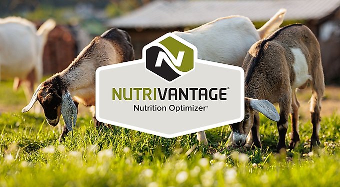 Out of Stock - KENT / BLUE SEAL Home Fresh Pro Hutch 16 Pellet Rabbit ...