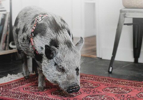 MAZURI Mini Pig Mature Maintenance Food, 25-lb bag - Chewy.com